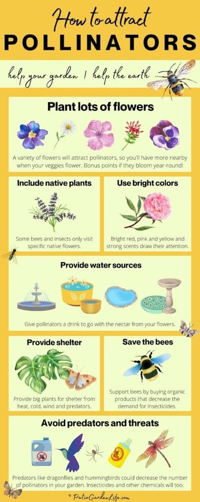 How to attract pollinators to your container garden - Patio Garden Life